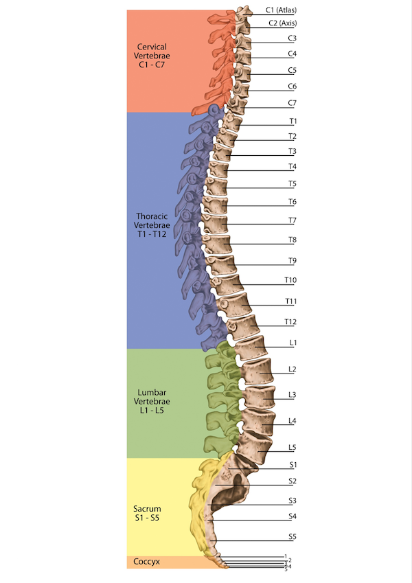 Neck, spine, back & spinal cord injury. Claiming injury compensation.